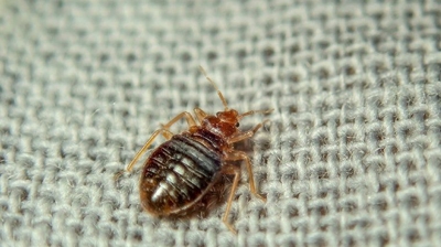 Pest Control in Cleveland | Avenger Pest Control