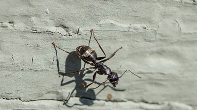 Pest Control in Cleveland | Avenger Pest Control