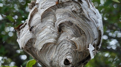 Pest Control in Cleveland | Avenger Pest Control