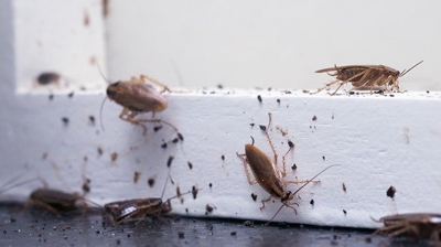 Pest Control in Cleveland | Avenger Pest Control