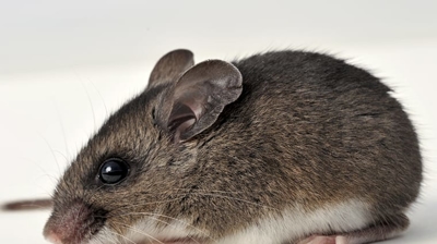 Pest Control in Cleveland | Avenger Pest Control