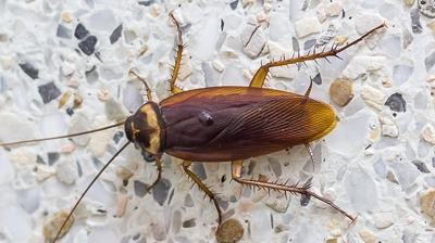 Pest Control in Cleveland | Avenger Pest Control