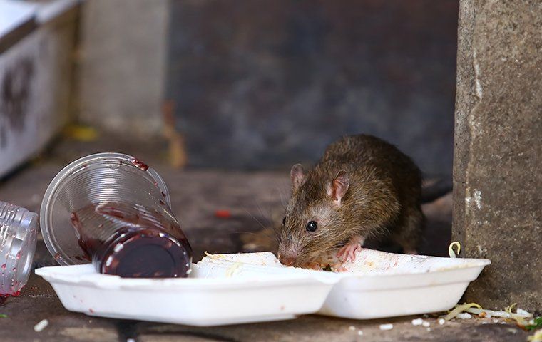 Identifying Signs and Solutions For Rat Infestations In Cleveland ...