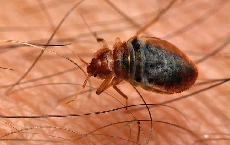Answers To Cleveland's Most Common Bed Bug Questions | Avenger Pest Control